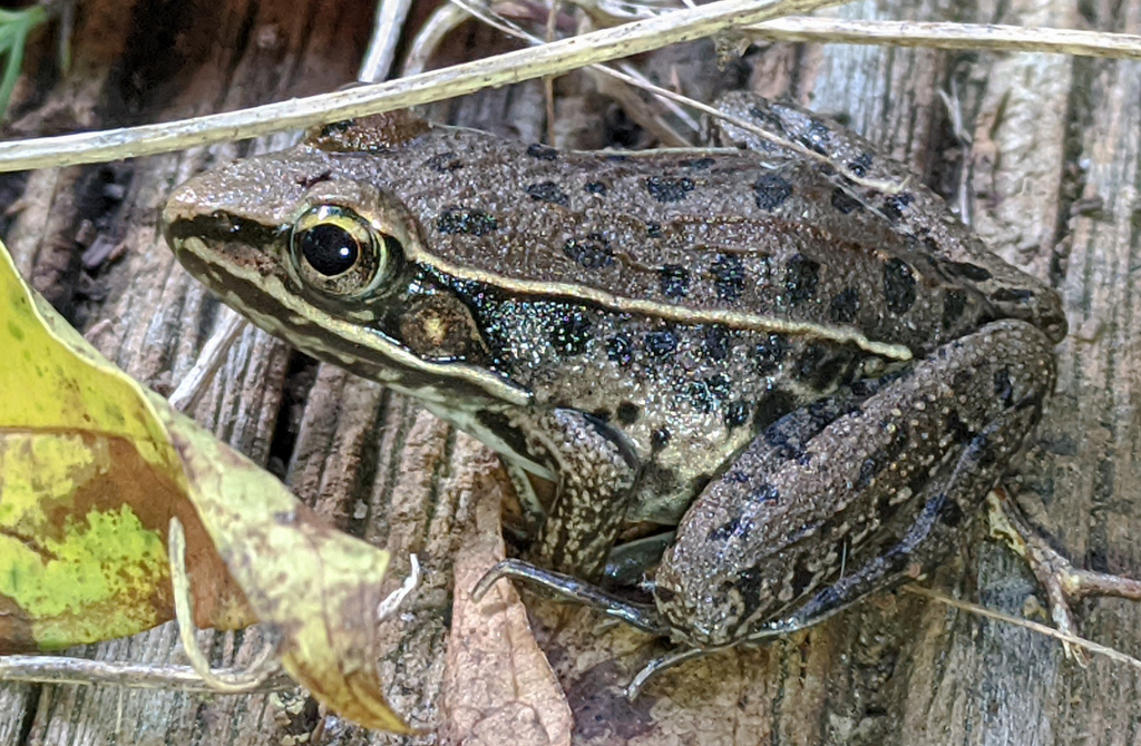 Southern Leopard Frog in May 2020 by smoorman · iNaturalist