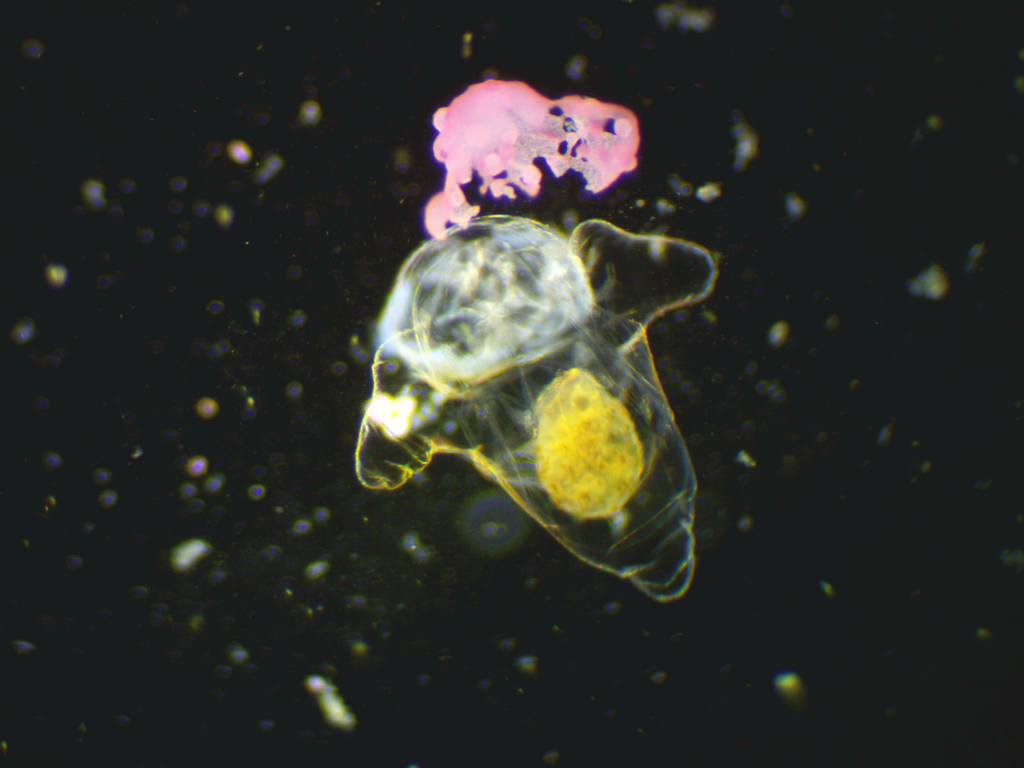 Asplanchna sieboldi from Юго-Восточный административный округ, Москва ...