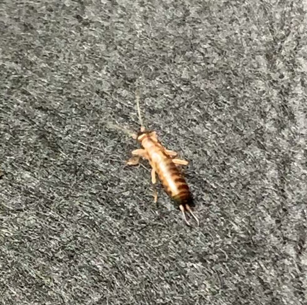 European Earwig Complex in July 2020 by loral · iNaturalist