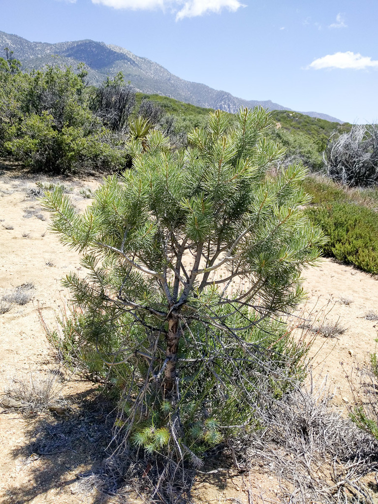 Parry pinyon from Anza-Borrego Desert State Park, Riverside, California ...