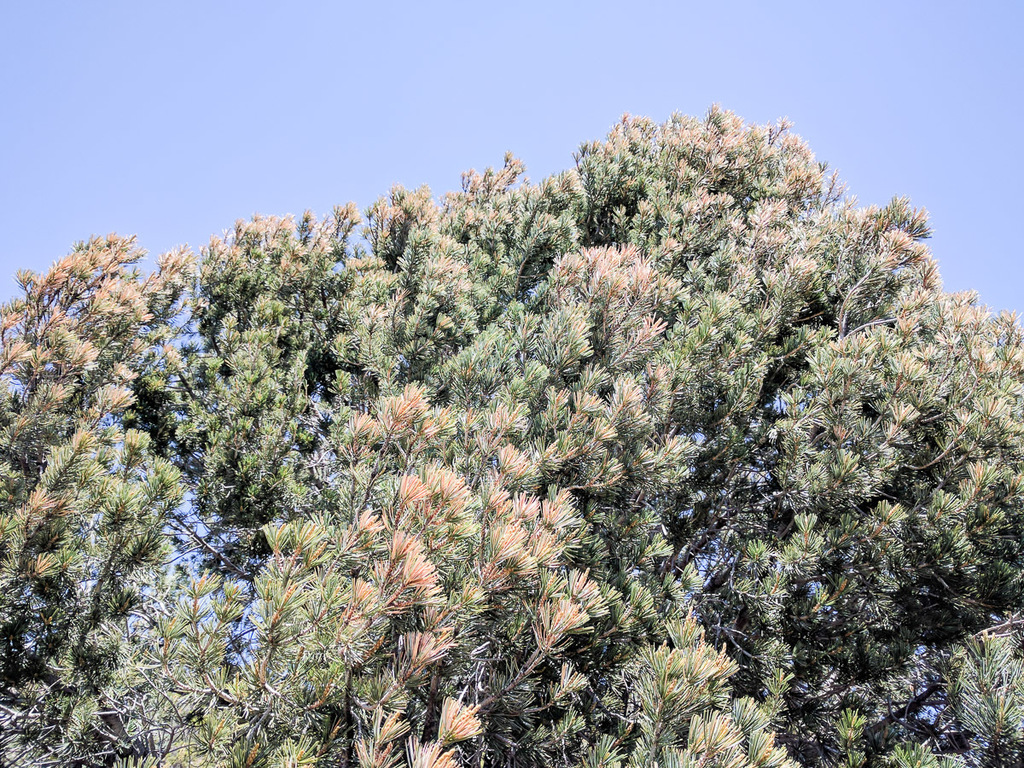 Parry pinyon from Anza-Borrego Desert State Park, Riverside, California ...