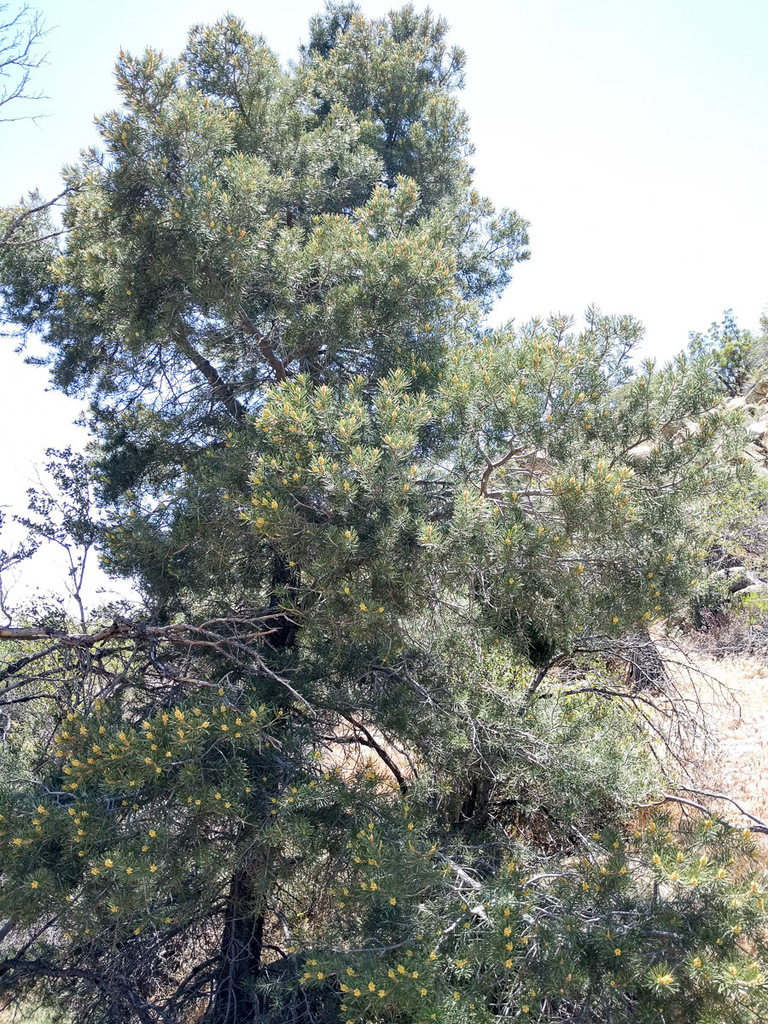 hybrid pinyon from Anza-Borrego Desert State Park, Riverside ...