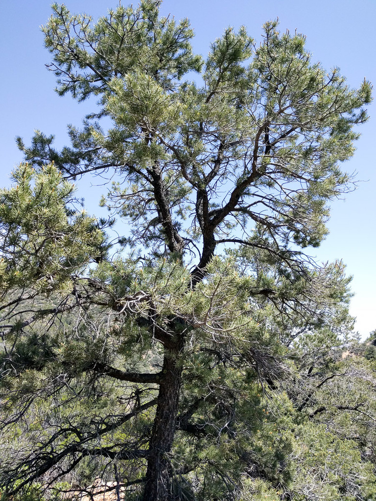 singleleaf pinyon from Anza-Borrego Desert State Park, Riverside ...