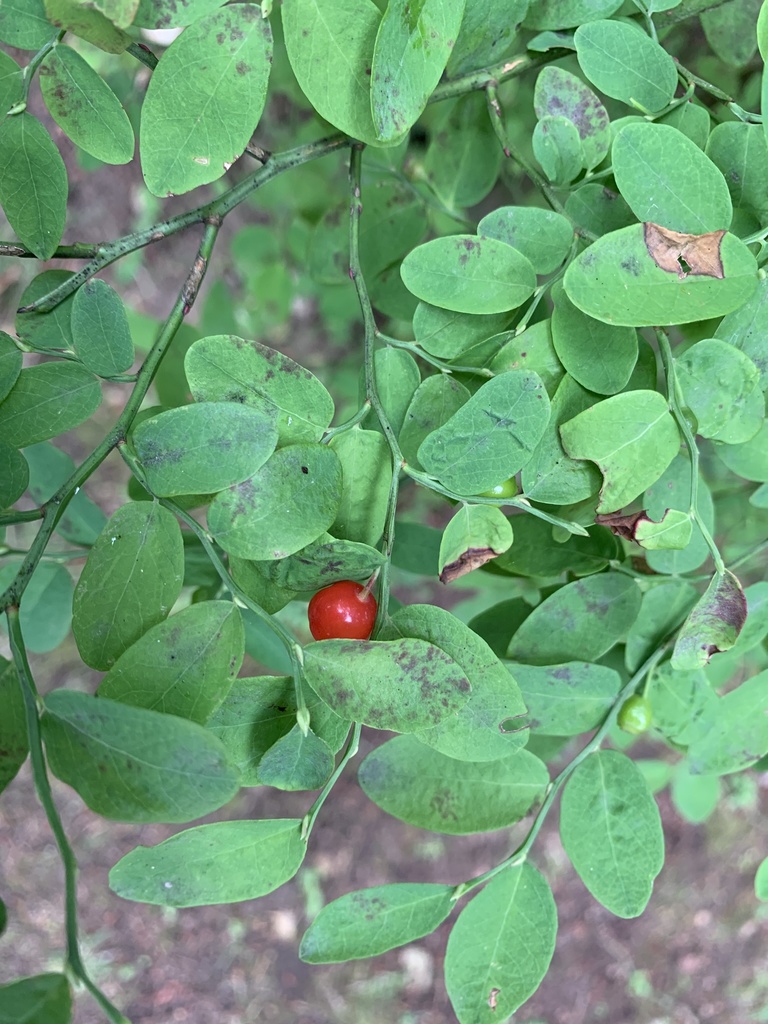 Red Huckleberry from SE 296th St, Black Diamond, WA, US on July 01 ...