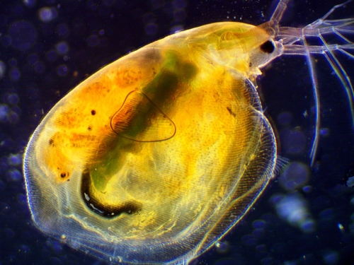 Věšenka žlutá (Simocephalus exspinosus)