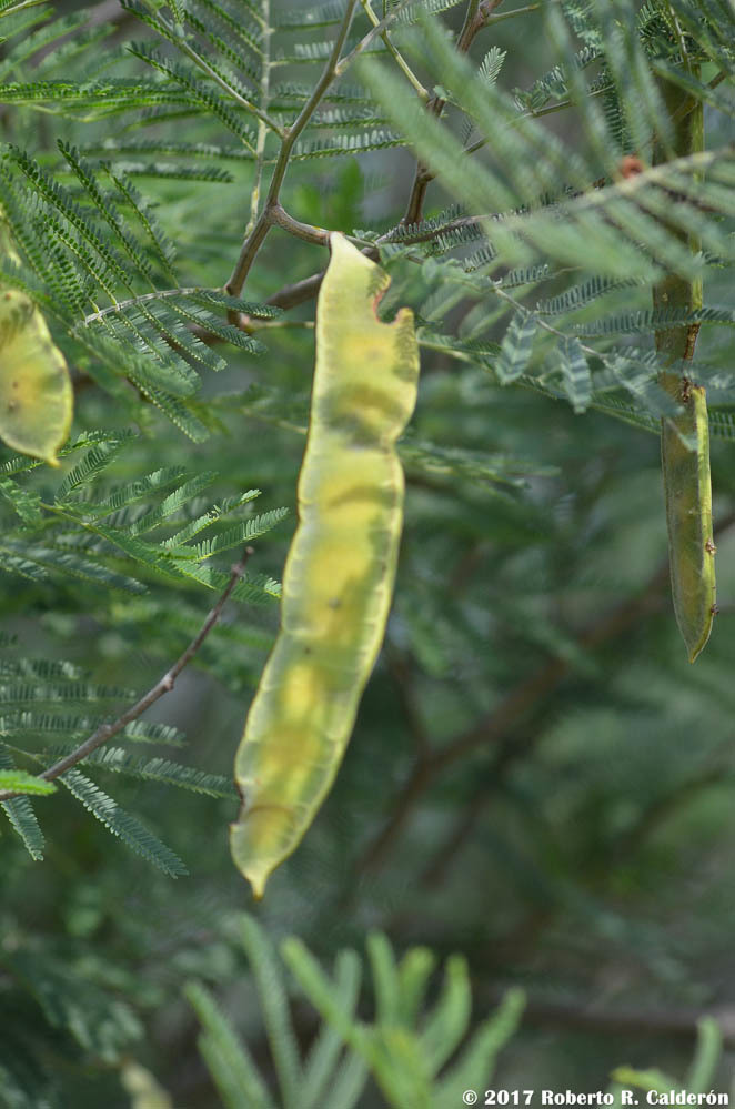 Guajillo from Mitchell Lake Audubon Center, San Antonio, Texas on May ...