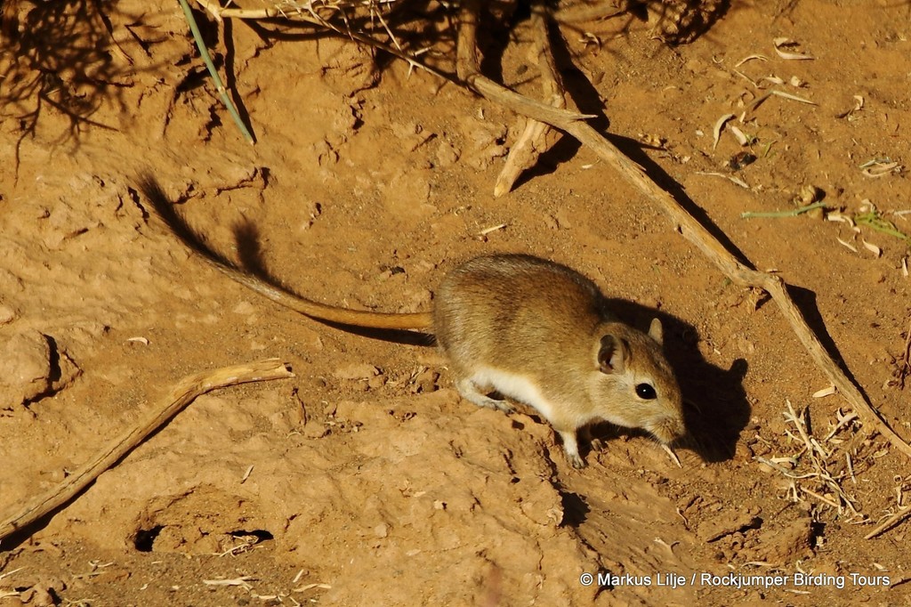 Jirds (Meriones) - Know Your Mammals