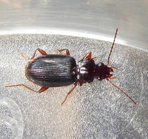 Genus Pachydesus · iNaturalist
