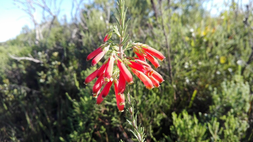 Greensepal Heath from Cacadu, Eastern Cape, South Africa on July 1 ...