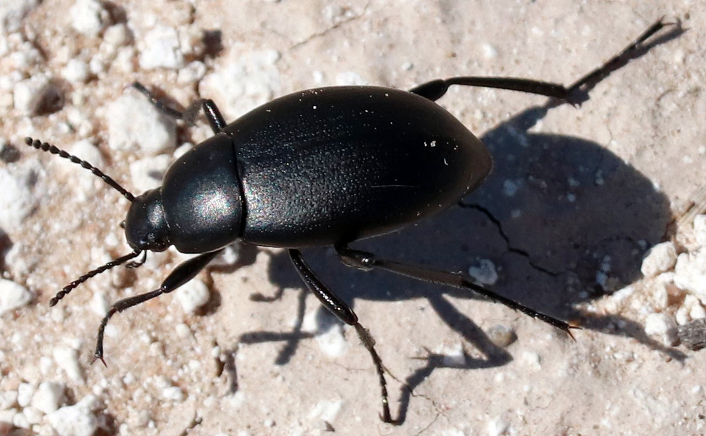 Eleodes fusiformis (Darkling Beetles of the United States) · iNaturalist
