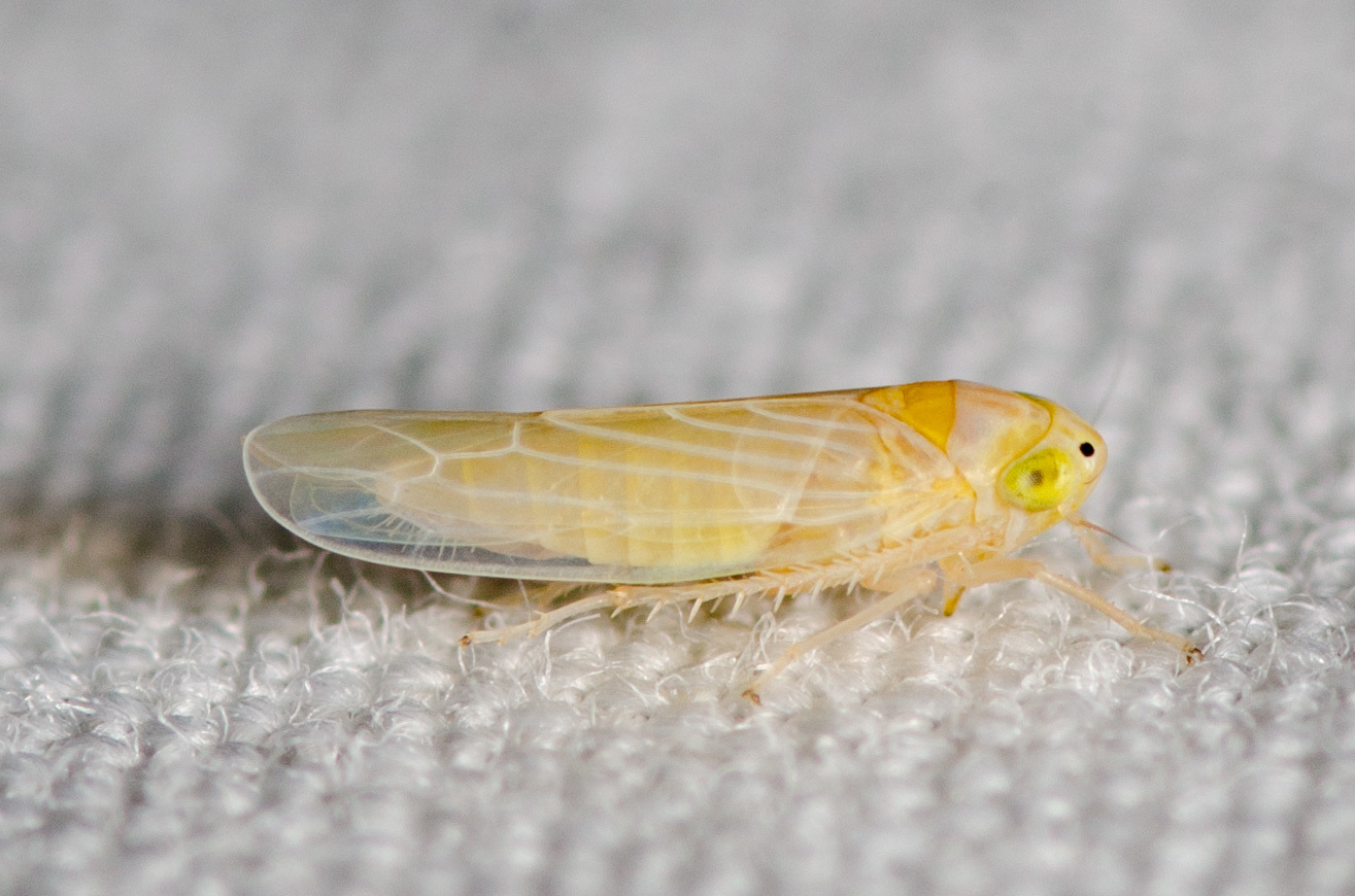 Dalbulus DeLong, 1950