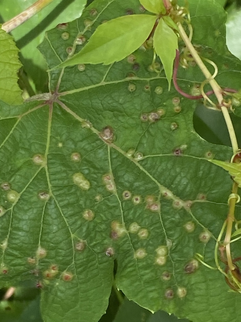 Grape Tumid Gallmaker Midge from Long Island, Wantagh, NY, US on July 1 ...