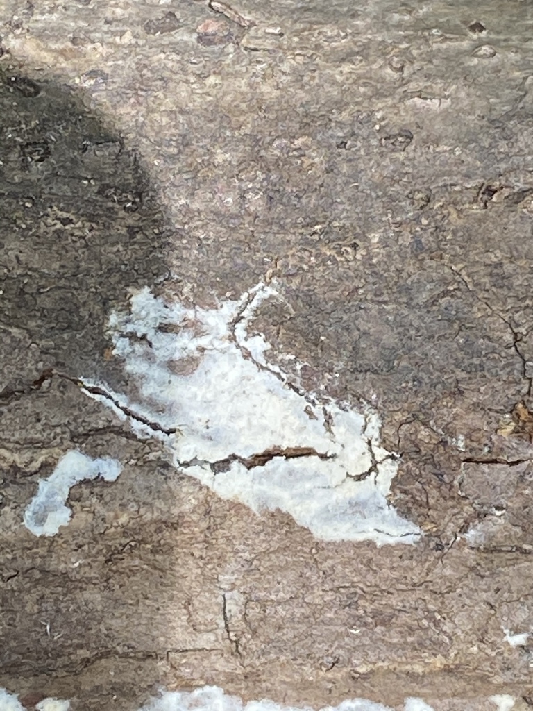 Beech Scale from Long Island, Wantagh, NY, US on July 1, 2020 at 03:49 ...