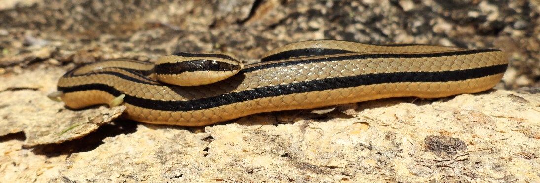 Conophis vittatus Peters, 1860