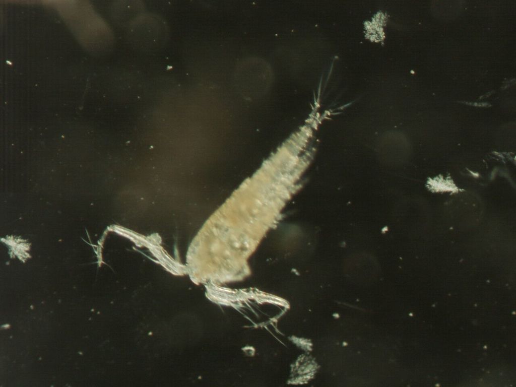 Mesocyclops edax from Saint-Hippolyte, QC, Canada on June 3, 2017 at 06 ...