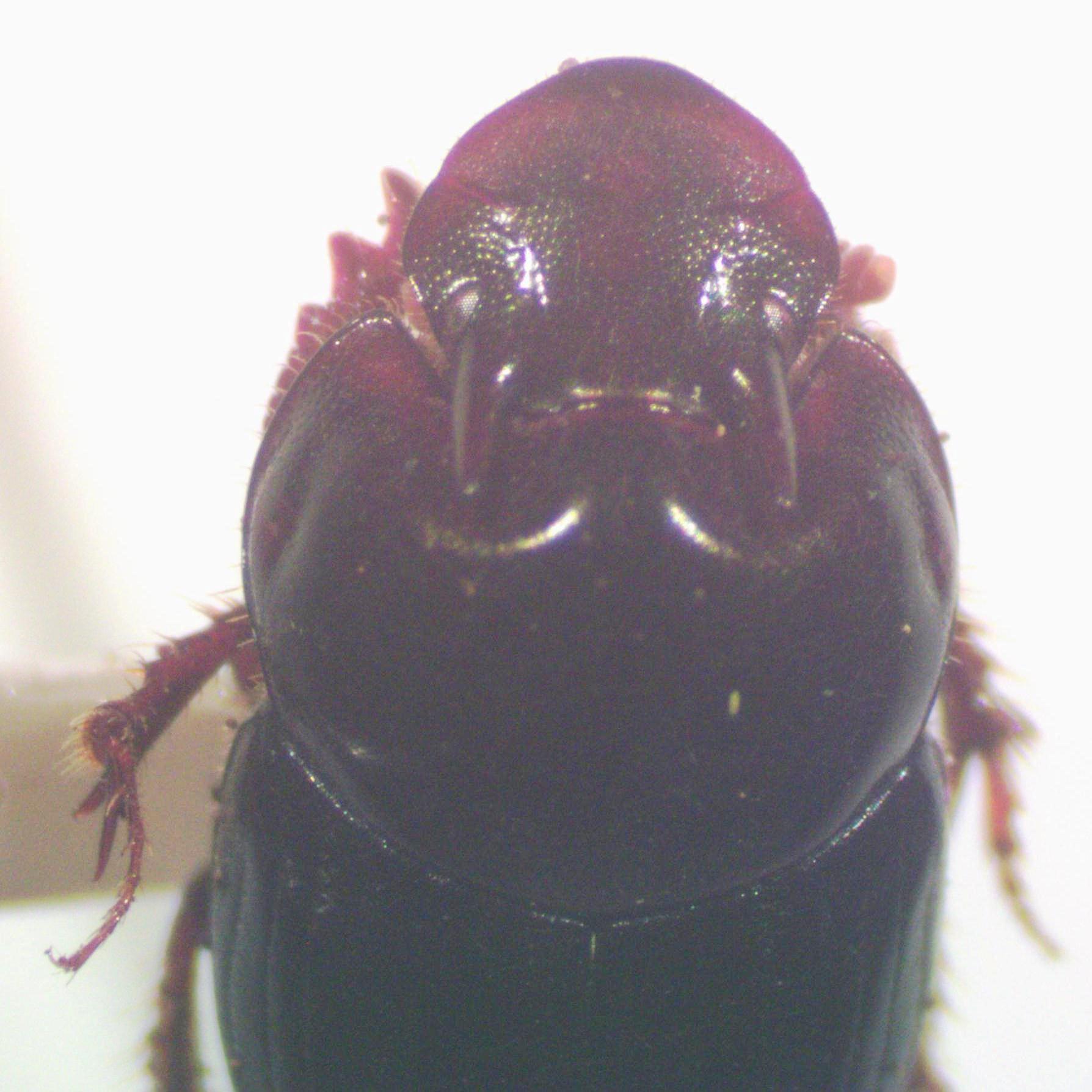Onthophagus acuminatus Harold, 1880