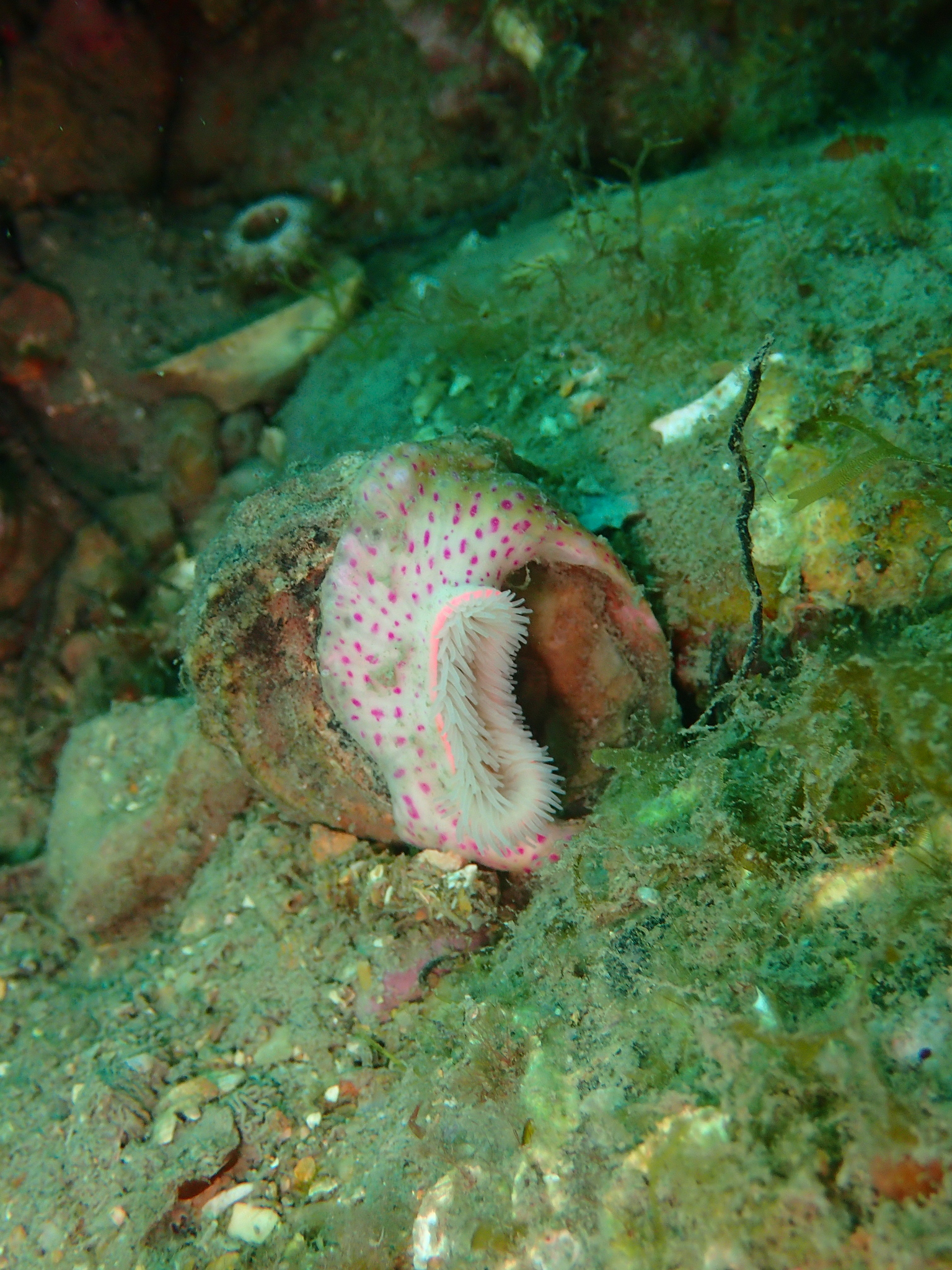 Adamsia palliata (Fabricius, 1779)