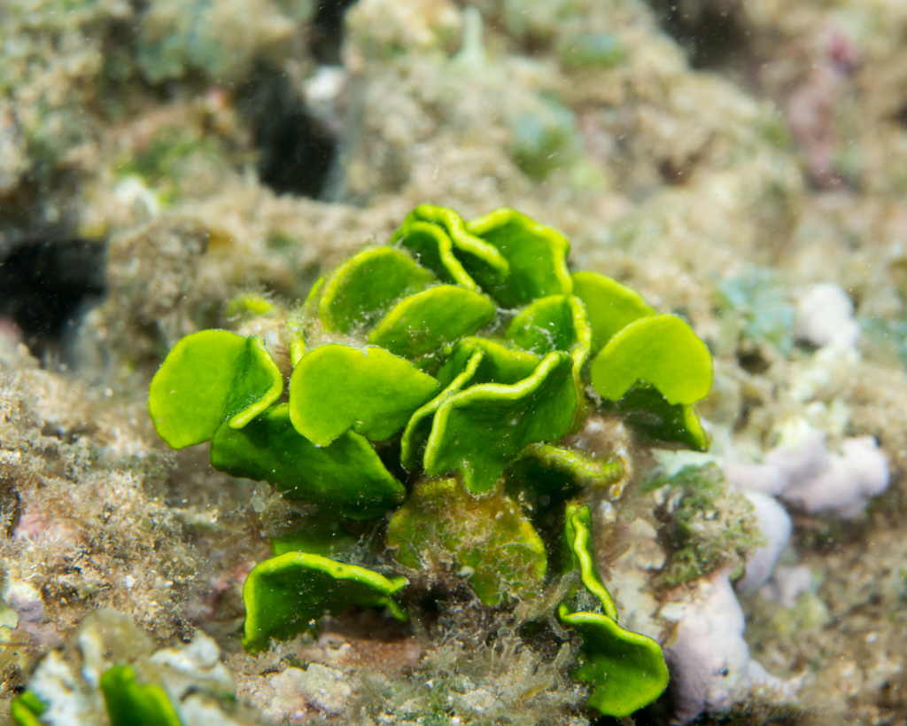 (Halimeda) - Botanical Realm