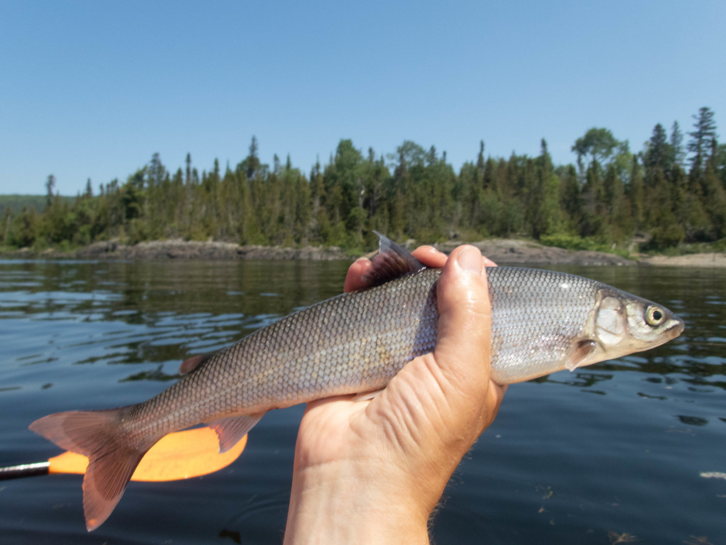 Round Whitefish (Fish of Alberta) · iNaturalist