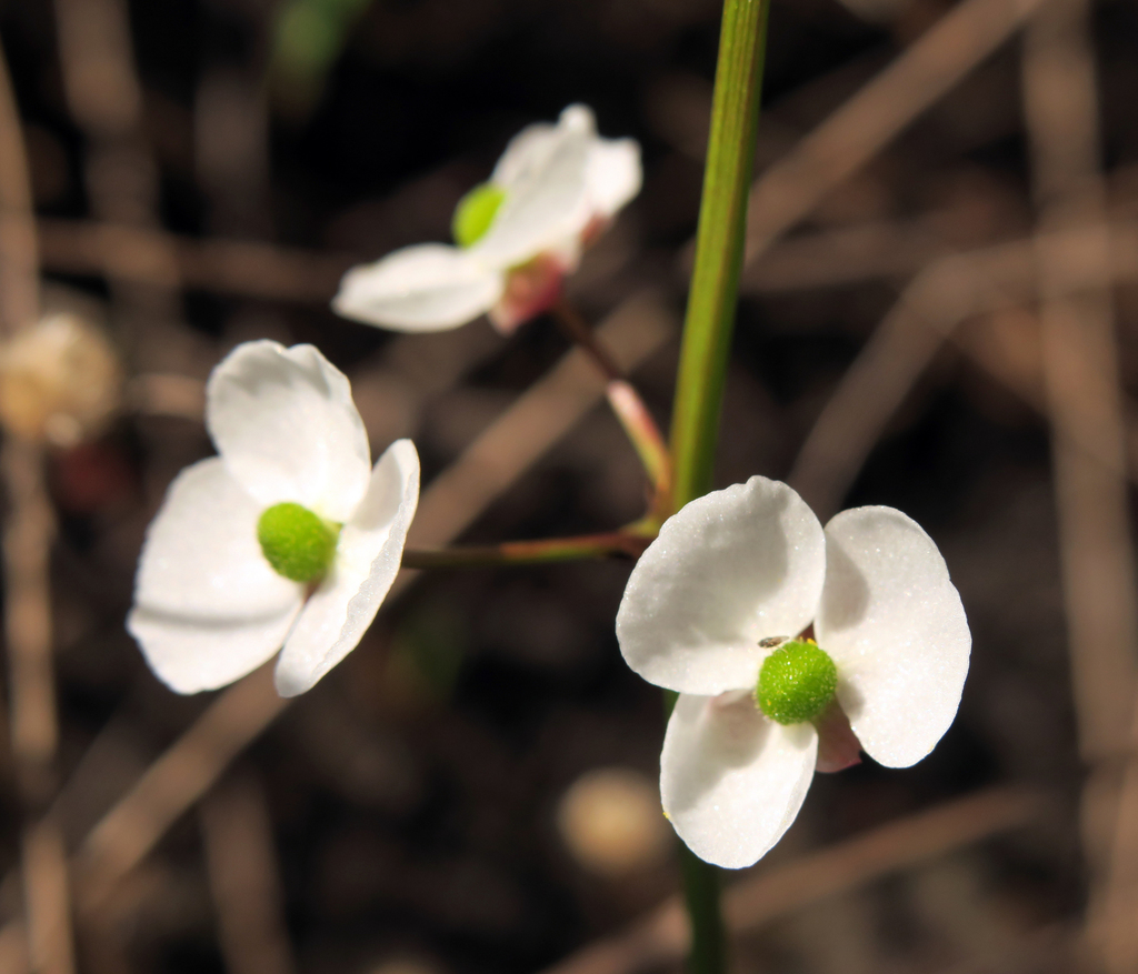 Grass-leaved Arrowhead (ADIRONDACK RESEARCH GUIDEBOOK) · iNaturalist