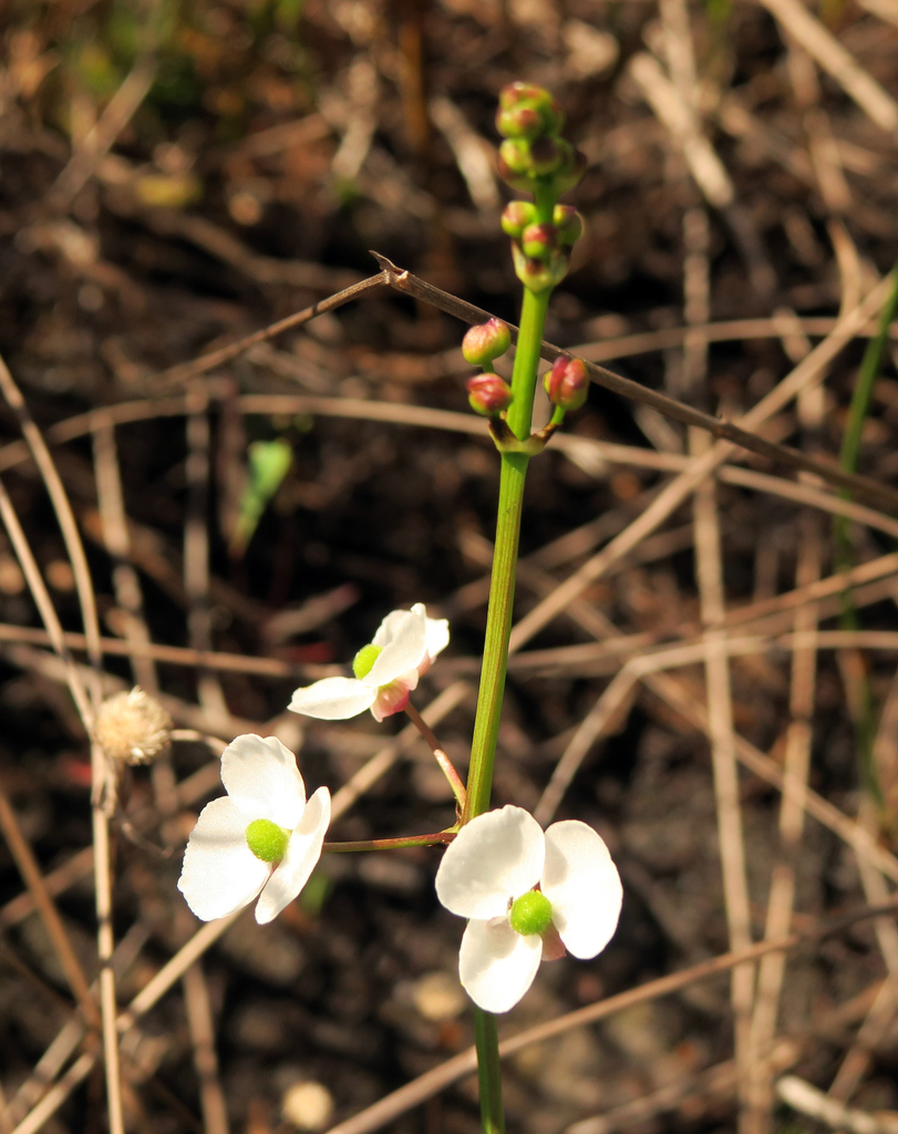 Grass-leaved Arrowhead (ADIRONDACK RESEARCH GUIDEBOOK) · iNaturalist