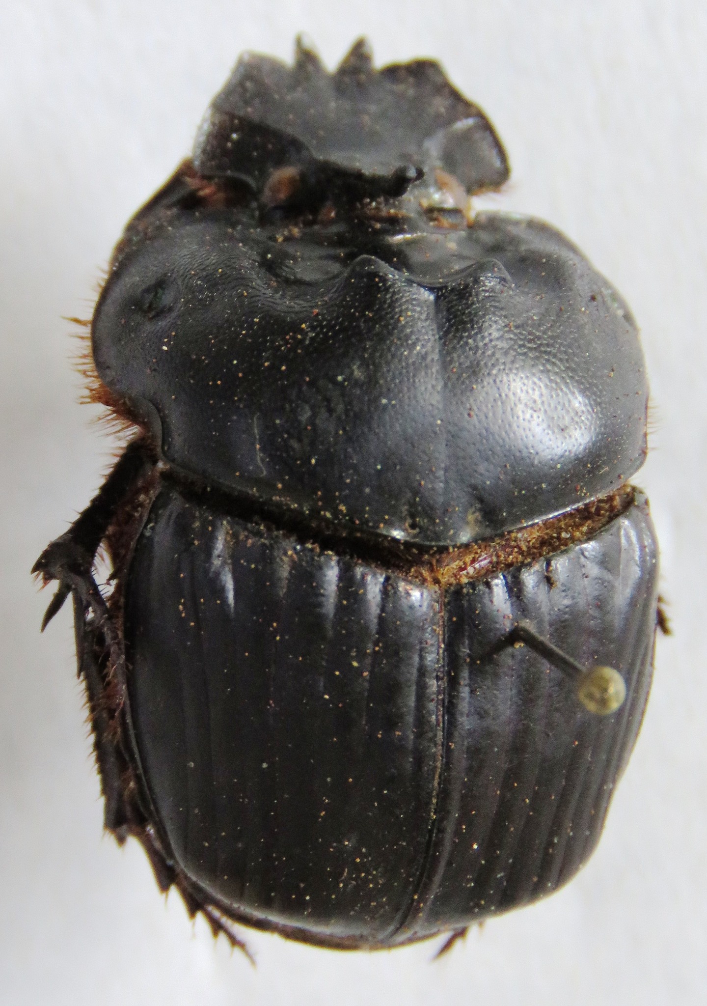 Coprophanaeus corythus (Harold, 1863)
