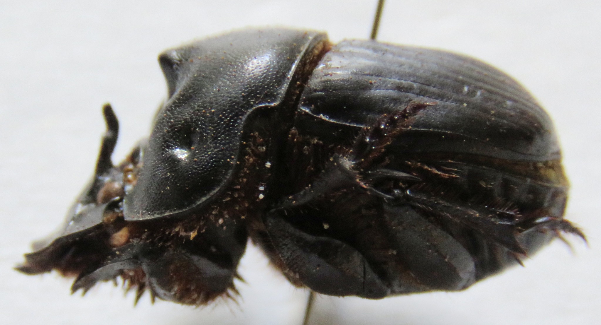 Coprophanaeus corythus (Harold, 1863)