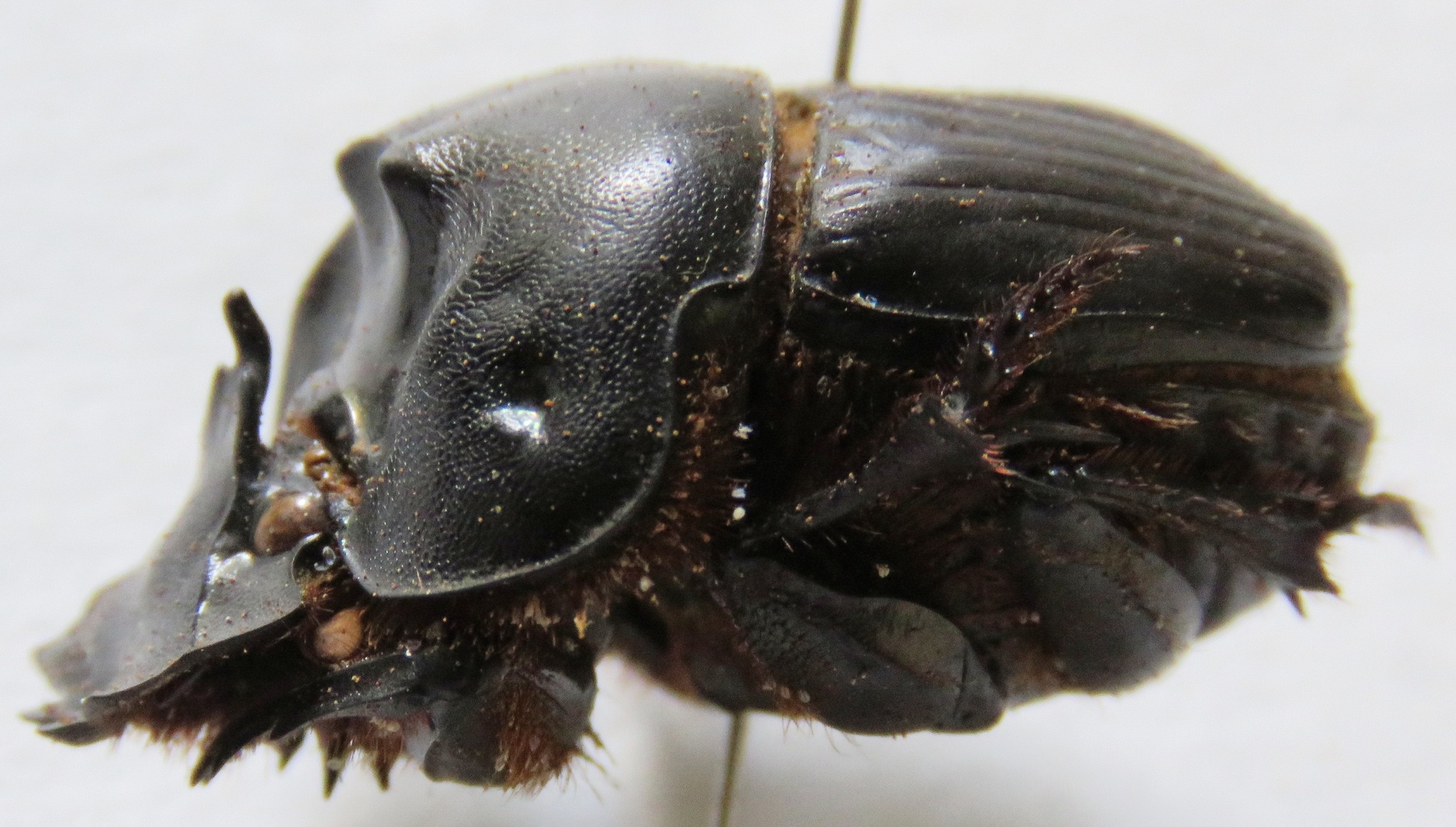 Coprophanaeus corythus (Harold, 1863)