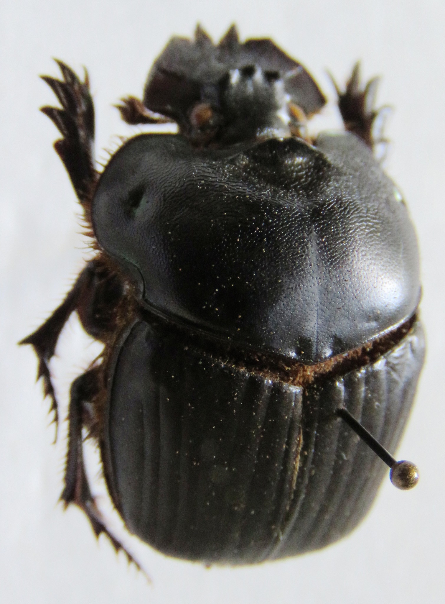 Coprophanaeus corythus (Harold, 1863)