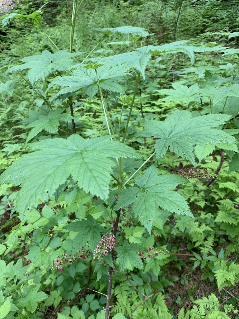 Stink Currant from Strathcona Provincial Park, BC, CA on July 1, 2020 ...