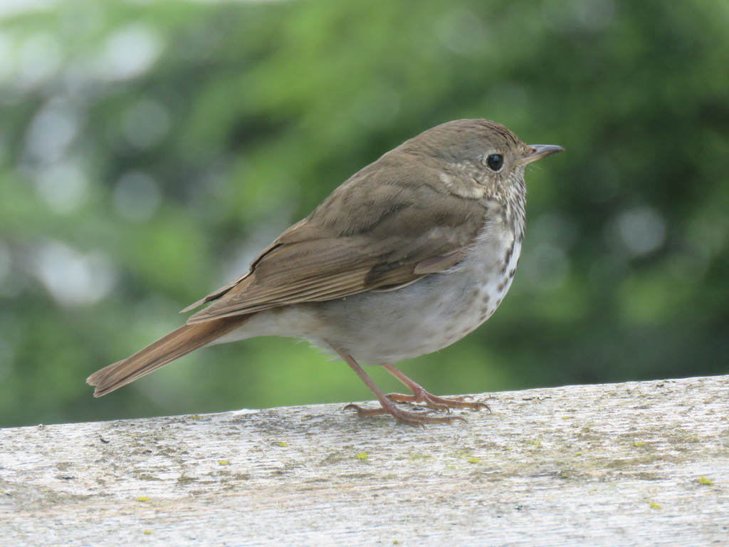 Dwarf Hermit Thrush (Catharus guttatus nanus) - Avian Discovery