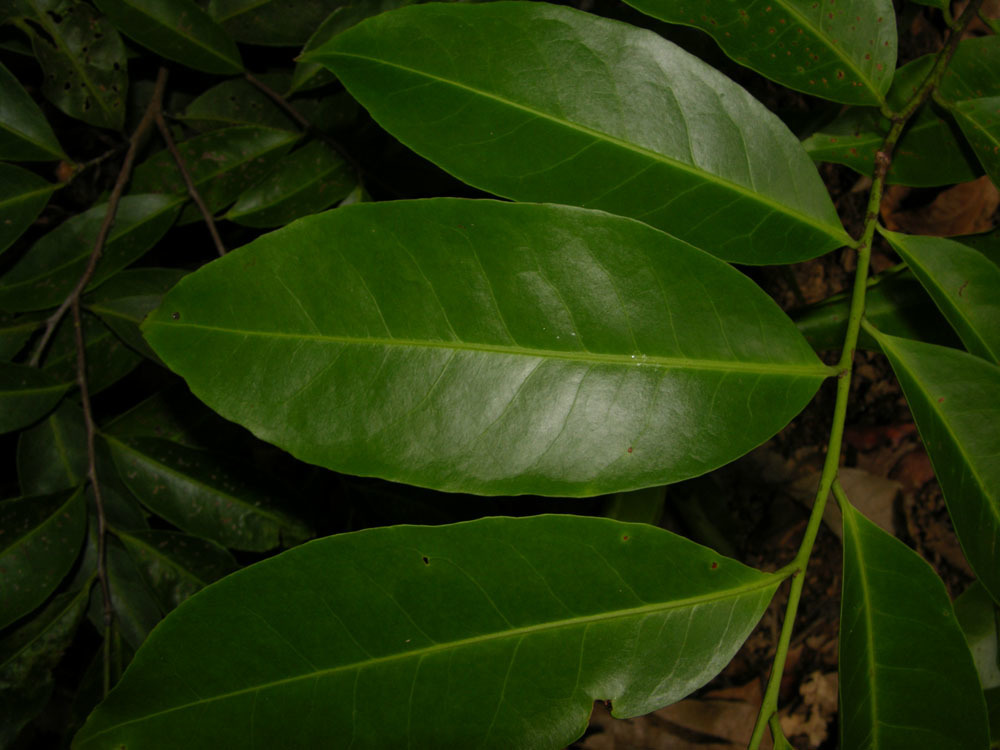 (Maytenus guyanensis) - Botanical Realm