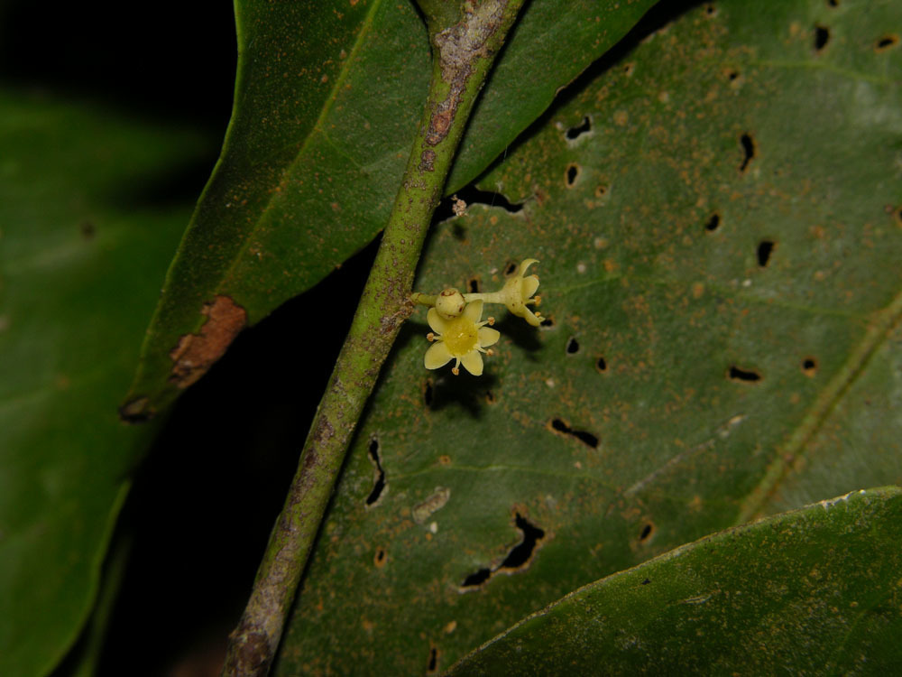 (Maytenus guyanensis) - Botanical Realm