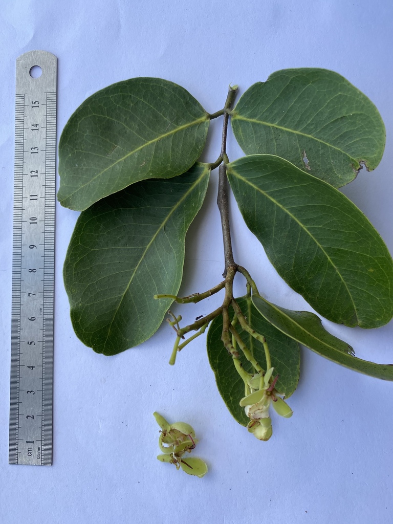 Ipil (Intsia bijuga) - Botanical Realm