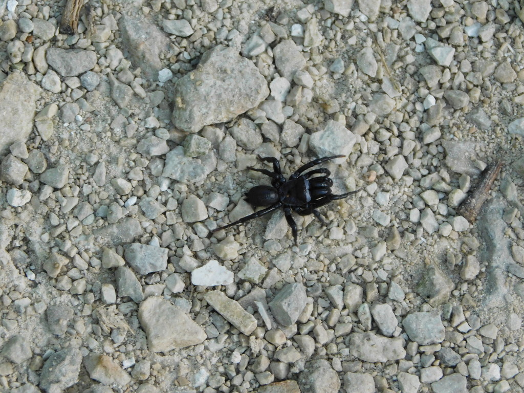 Black Purseweb Spider from Cook County, IL, USA on July 1, 2020 at 05: ...
