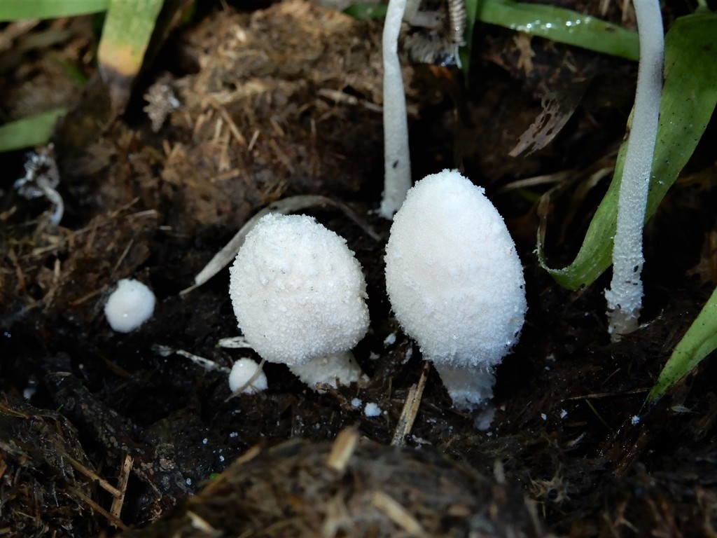 Snowy Inkcap from Ashhurst Domain, Ashhurst, New Zealand on July 2 ...
