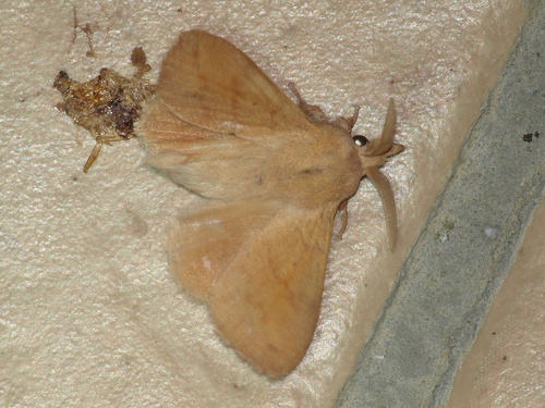 Pararguda spodopa · iNaturalist