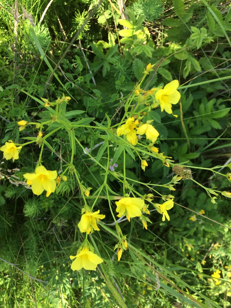 Flax Family (Linaceae) - Botanical Realm