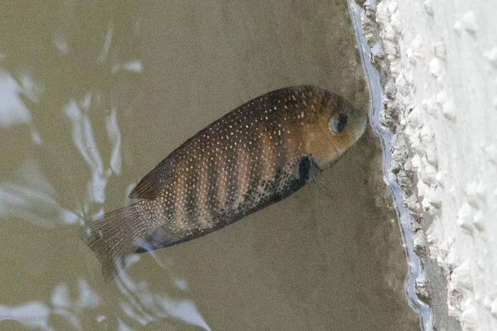Green Chromide (Etroplus suratensis) - Marine Life Identification