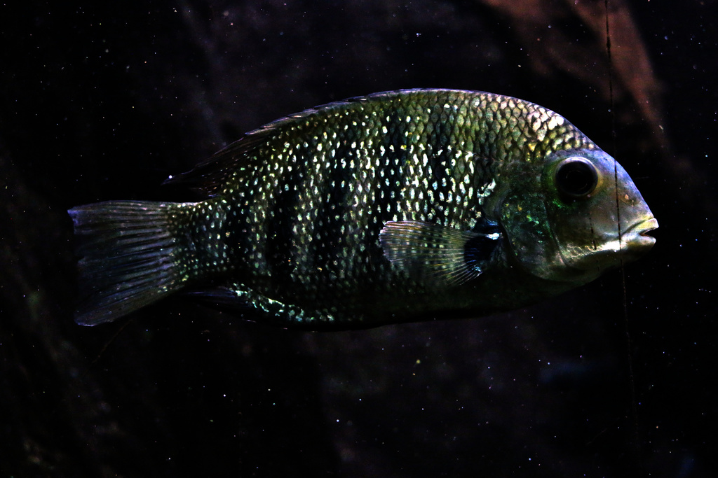 Green Chromide (Etroplus suratensis) - Marine Life Identification
