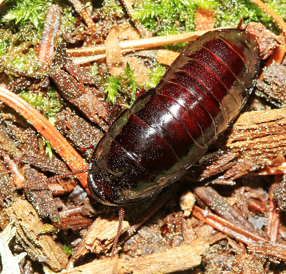 Cryptocercus relictus from Партизанский р-н, Приморский край, Россия on ...