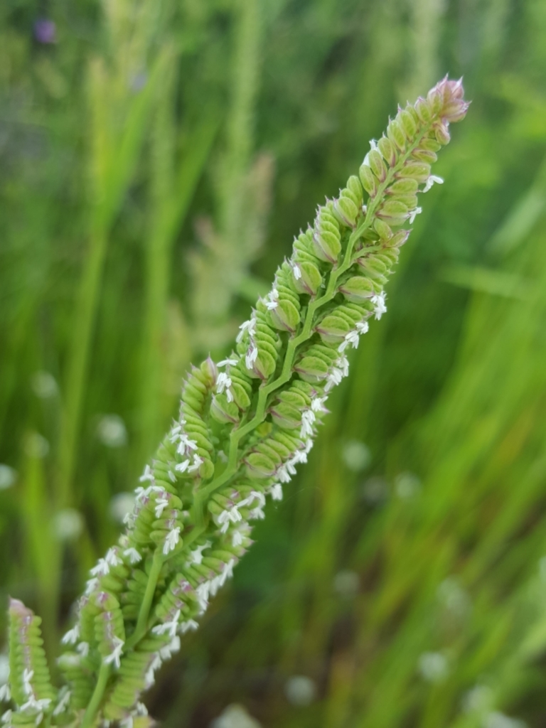 american slough grass (Plants of Cherry Creek State Park) · iNaturalist