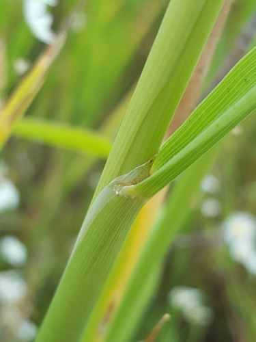 american slough grass (Plants of Mueller State Park) · iNaturalist
