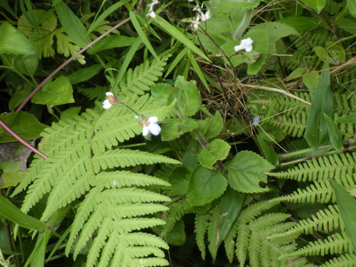 Vandellia montana · iNaturalist