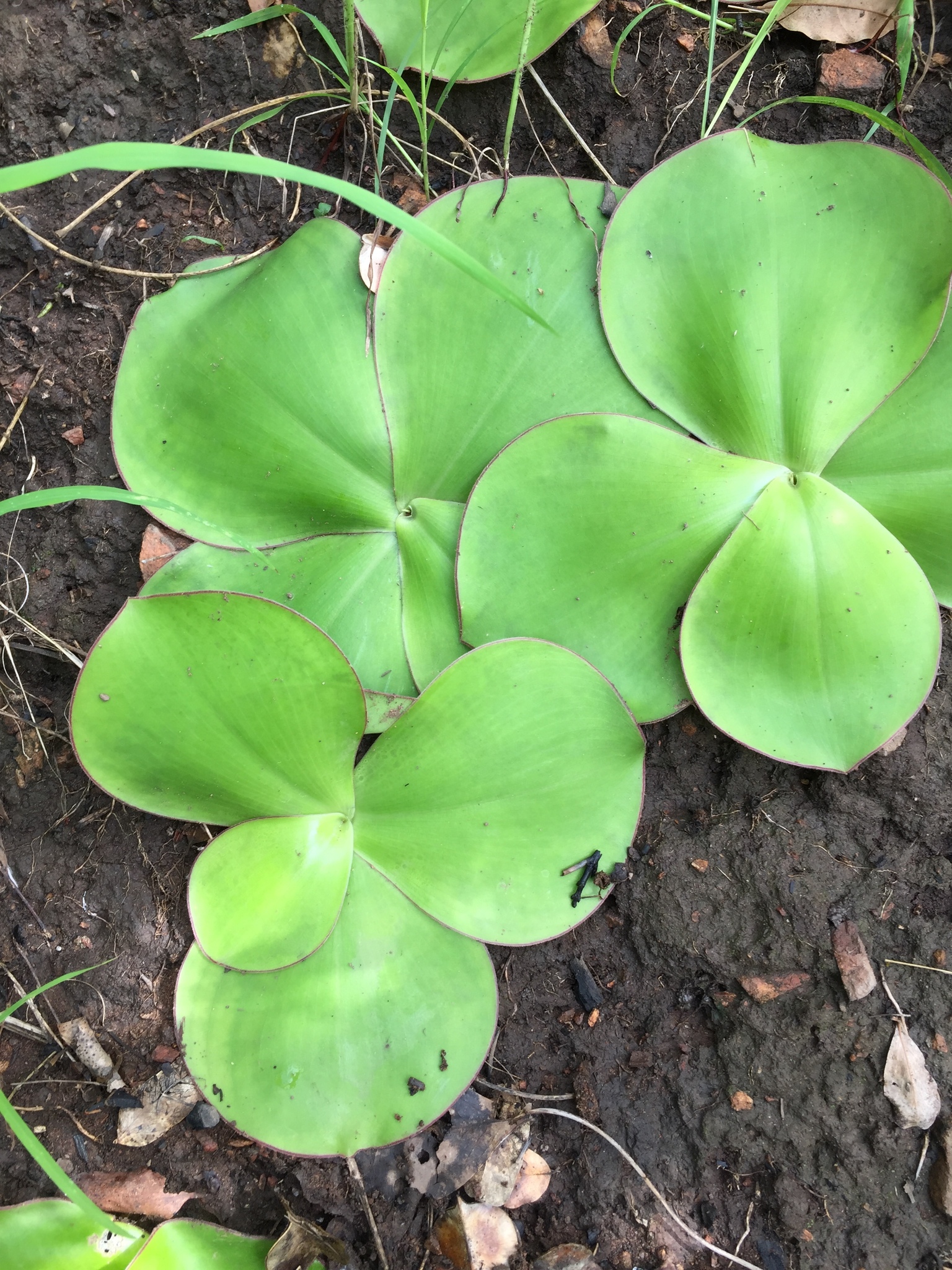 Costus spectabilis (Fenzl) K.Schum.