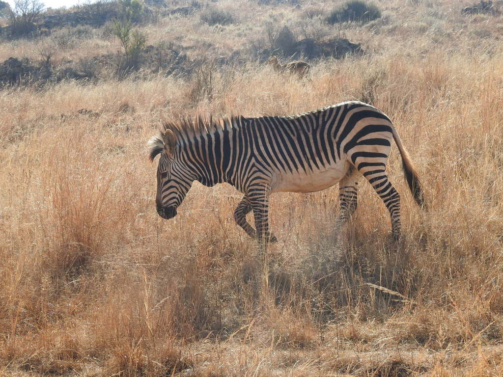 Cape Mountain Zebra from Rhino and Lion Park, Gauteng, South Africa on ...