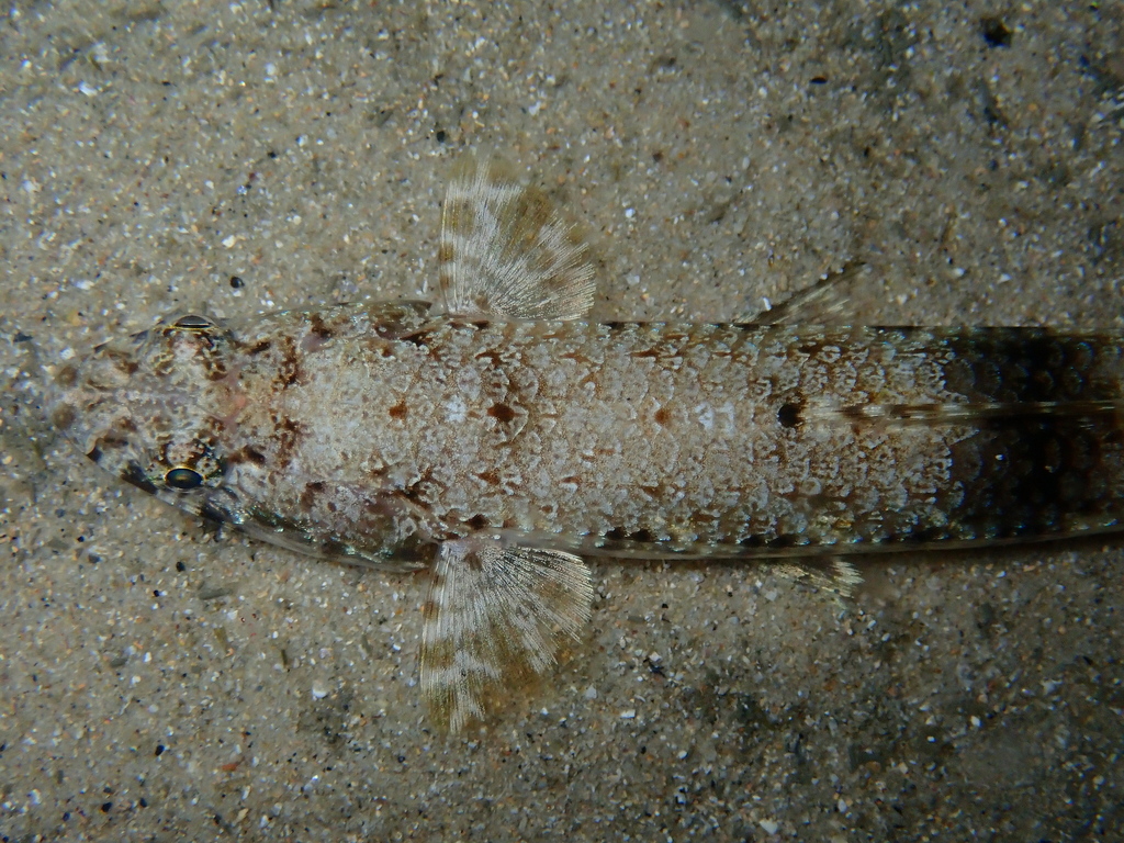 Clouded Lizardfish from Sydney NSW, Australia on July 2, 2020 at 09:59 ...