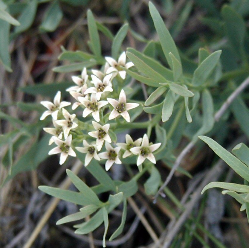 western comandra (Comandra umbellata pallida) - Botanical Realm