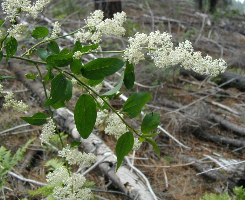 deerbrush ceanothus (OSU Collins Demonstration Forest, Gold Hill ...