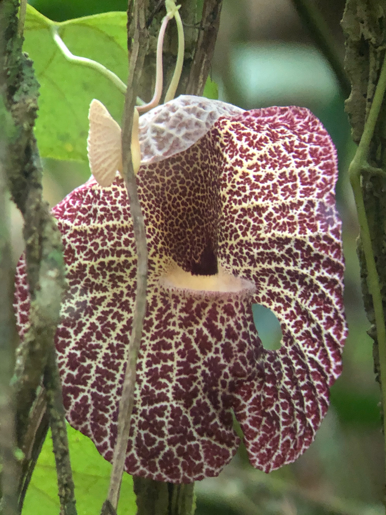birthwort family (Piperales of the Pacific Northwest) · iNaturalist